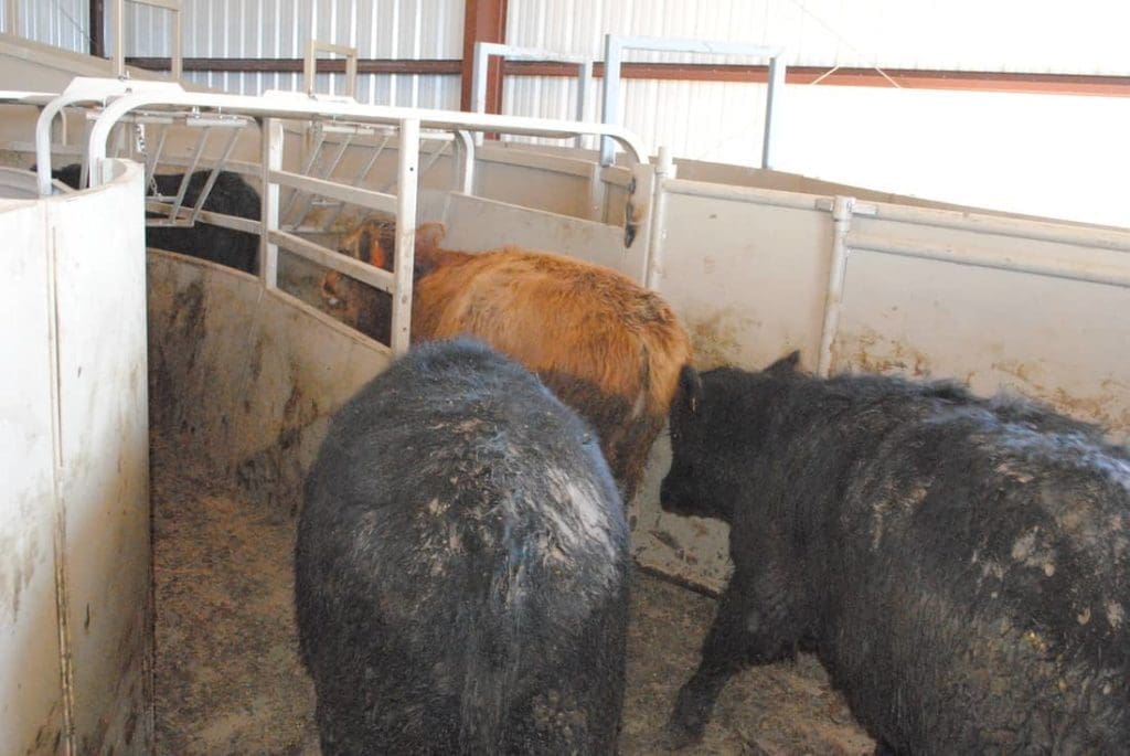 Brute Double Alley & Tub Cattle System | Brute Cattle Equipment