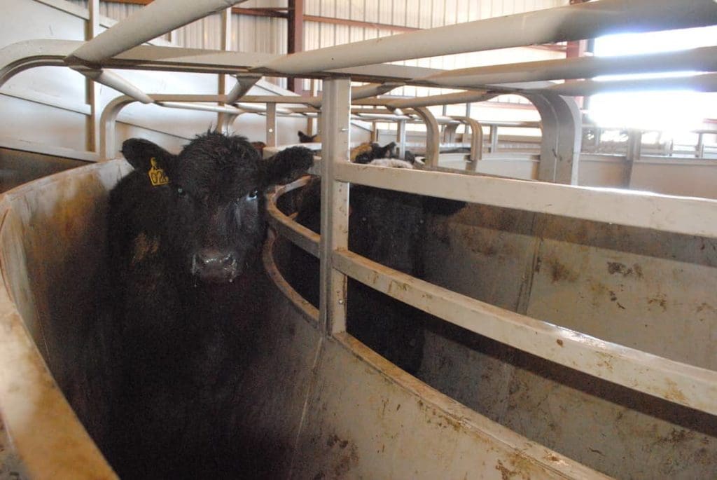 Brute Double Alley & Tub Cattle System | Brute Cattle Equipment