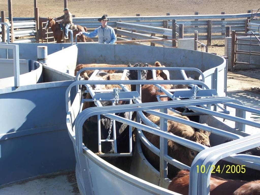 Brute Double Alley & Tub Cattle System | Brute Cattle Equipment